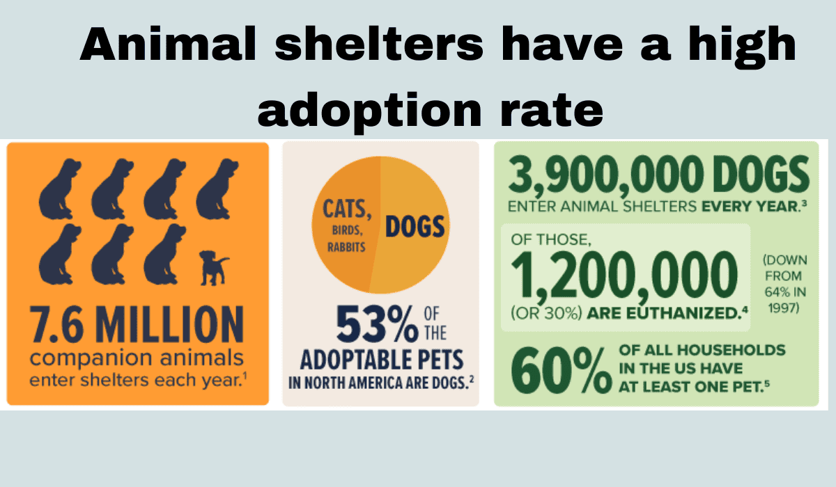 5 Reasons Why Animal Shelters are Important for our Community