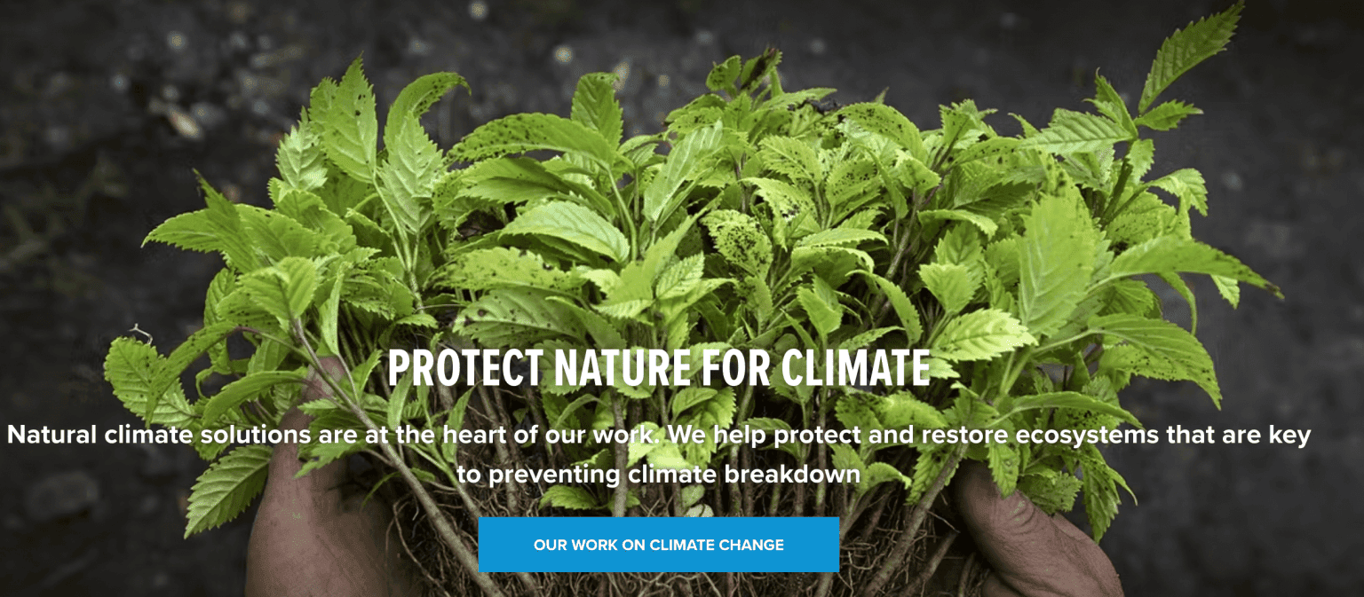 10 Best Tree Planting Organizations & Charities in 2022 | Nonprofit Point