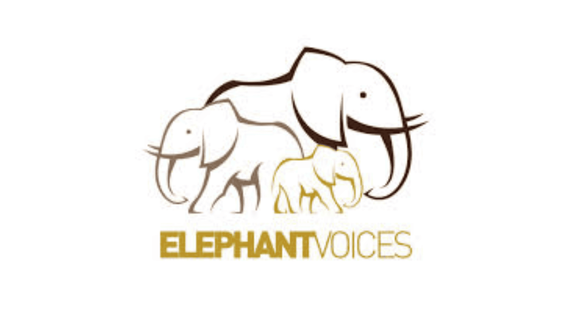 9 Best Charities for Elephants | Support Elephant Conservation Today