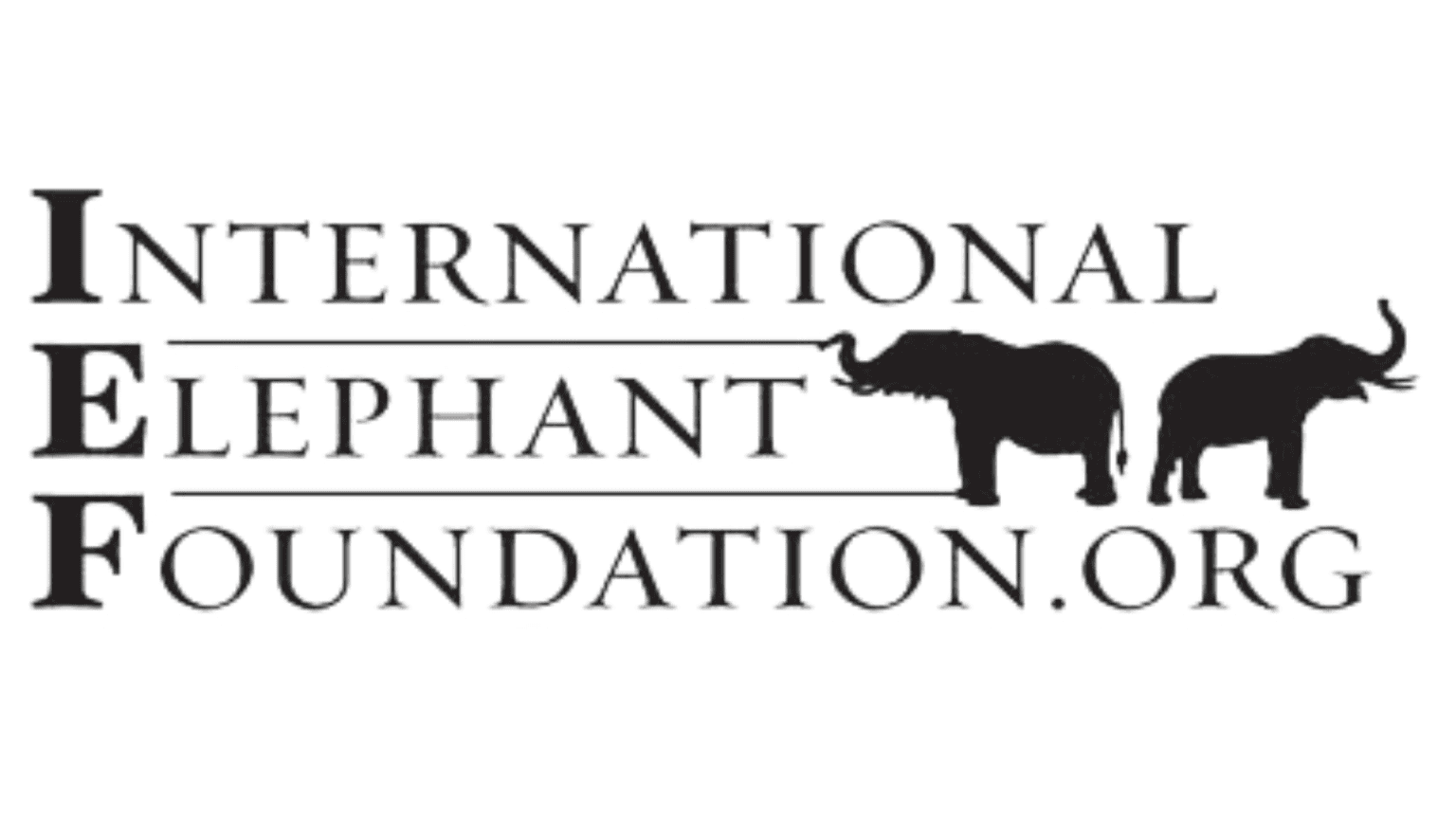 9 Best Charities for Elephants | Support Elephant Conservation Today