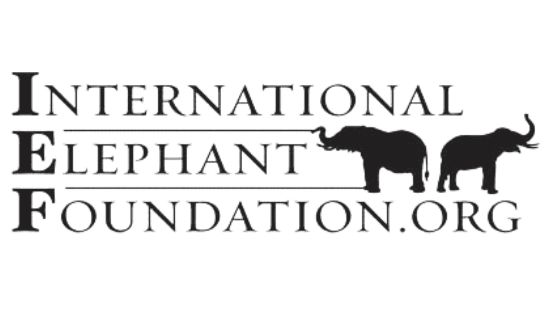 9 Best Charities for Elephants | Support Elephant Conservation Today