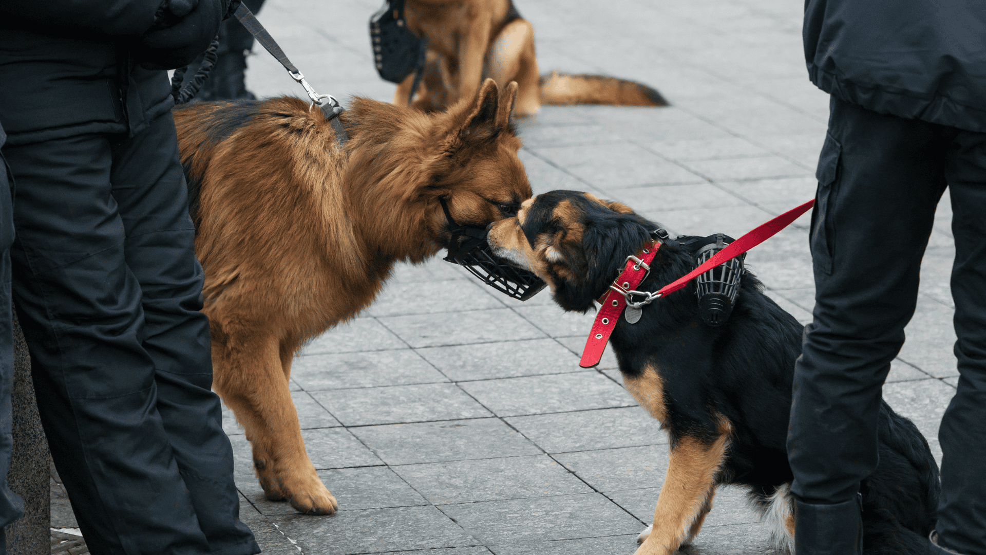 7 Creative Service Dog Fundraising Ideas | Nonprofit Point