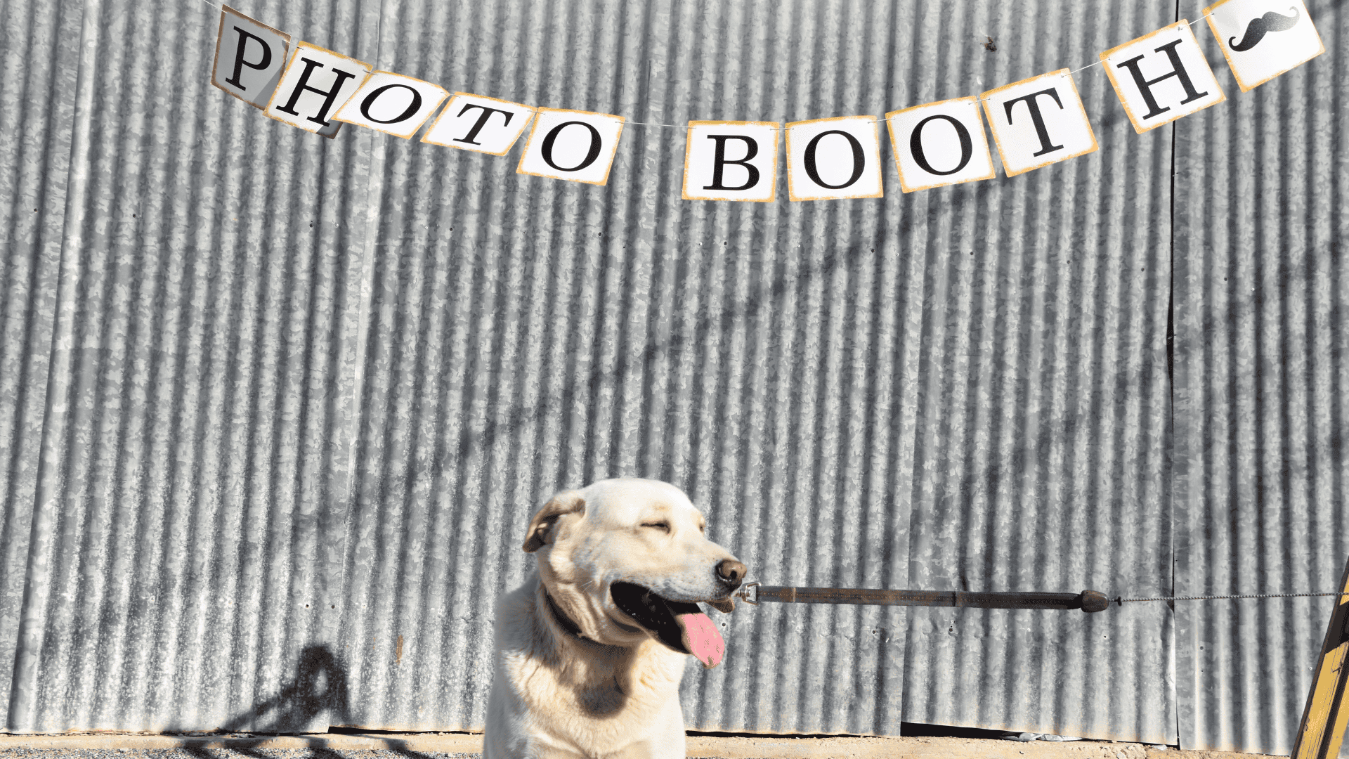 7 Creative Service Dog Fundraising Ideas | Nonprofit Point
