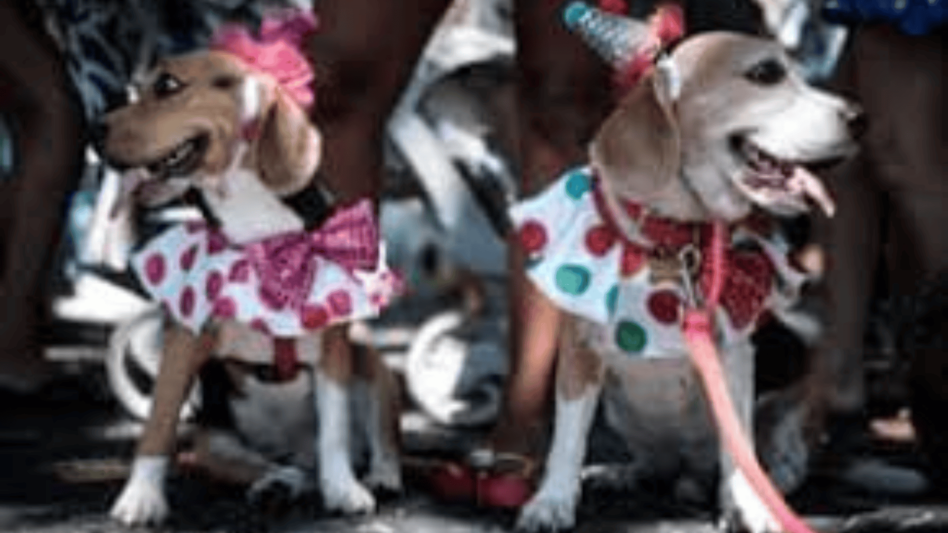 7 Creative Service Dog Fundraising Ideas | Nonprofit Point