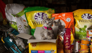 10 Purrfectly Creative Fundraiser Ideas for Cat and Rescue Organizations