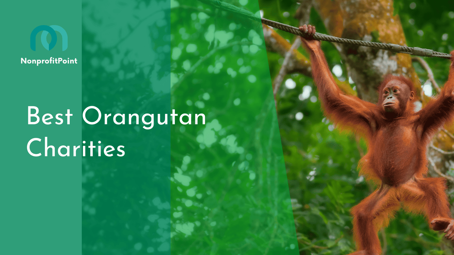 9 Best Bird Charities: Unleash your Philanthropic Wings for Avian ...