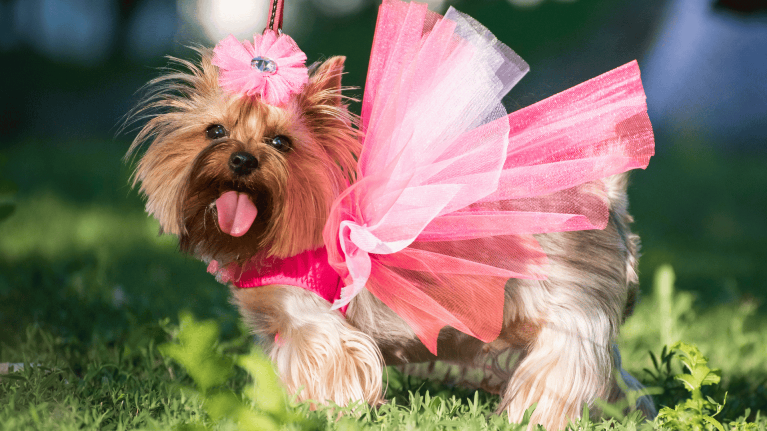 Top 12 Dog Rescue Fundraiser Ideas to Support Our Furry Friends (With ...