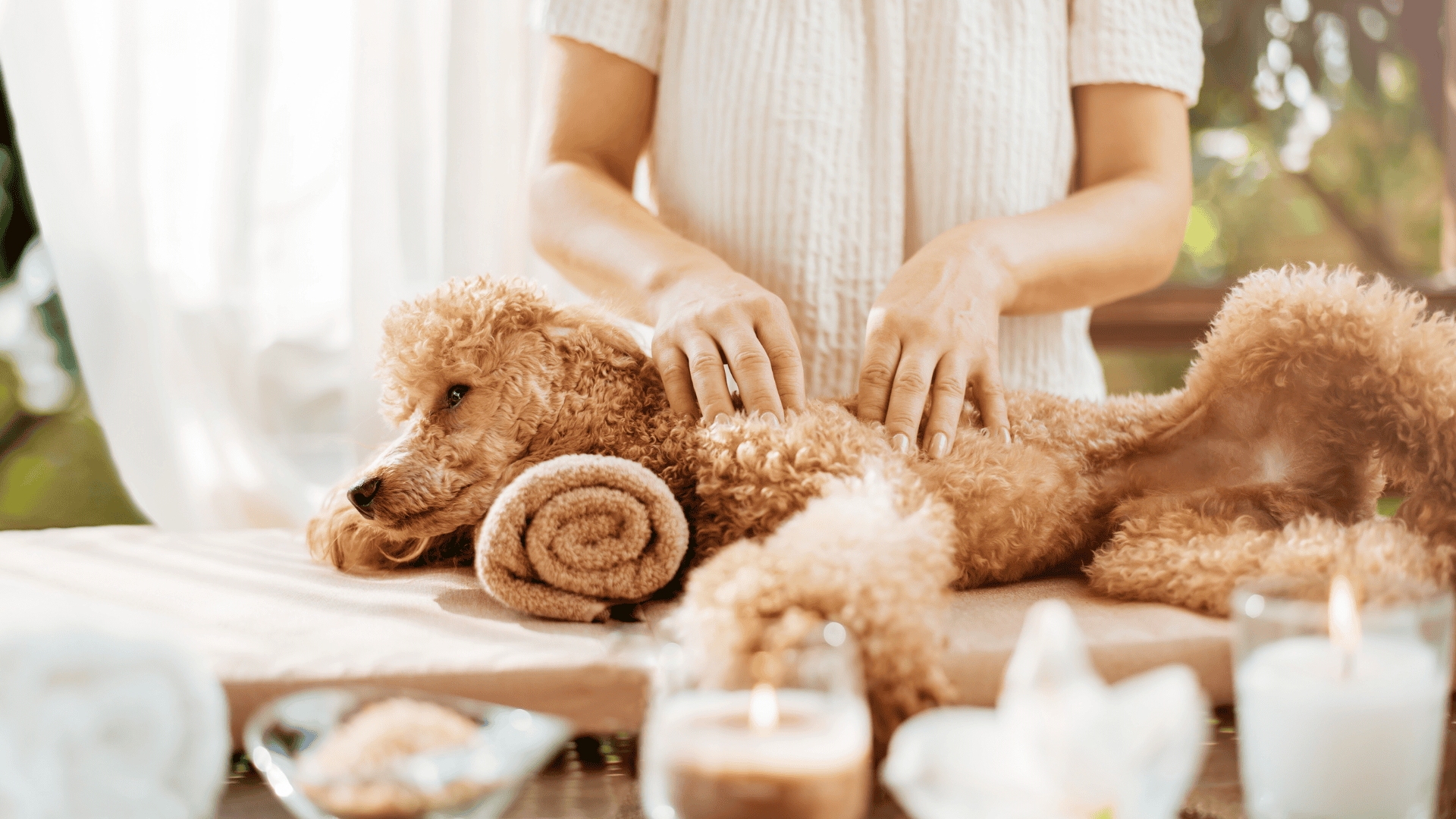 Top 12 Dog Rescue Fundraiser Ideas to Support Our Furry Friends (With ...