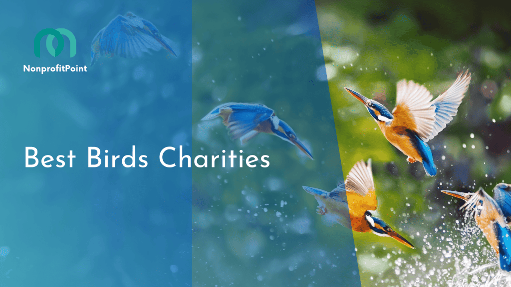 Top Best 10 Charities For the Deaf Community: Voices Beyond Sound