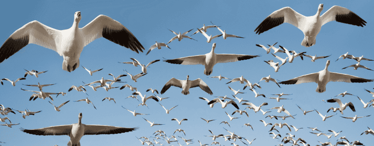 9 Best Bird Charities: Unleash your Philanthropic Wings for Avian ...