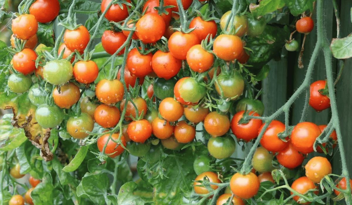 15 Inexpensive Raffle Basket Ideas: Creative, Unique & Fun!