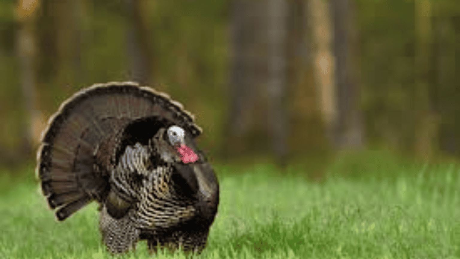 17+ Thanksgiving Ideas for Bulletin Board | Gratitude Displayed