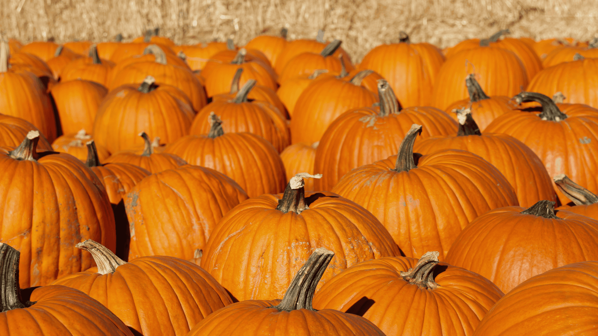 15 Innovative Halloween Donation Box Ideas: Unleash the Spirit of Giving