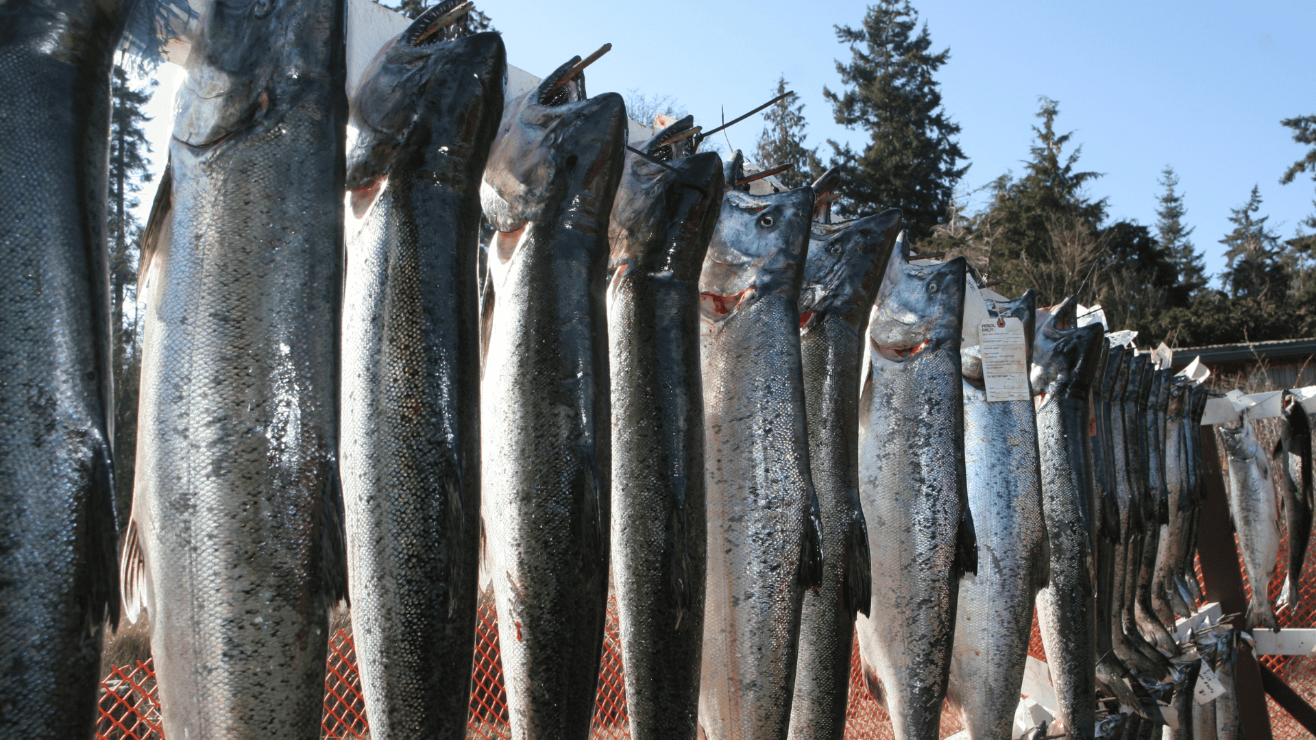 15 Creative Fishing Fundraiser Ideas to Make a Splash for Charity