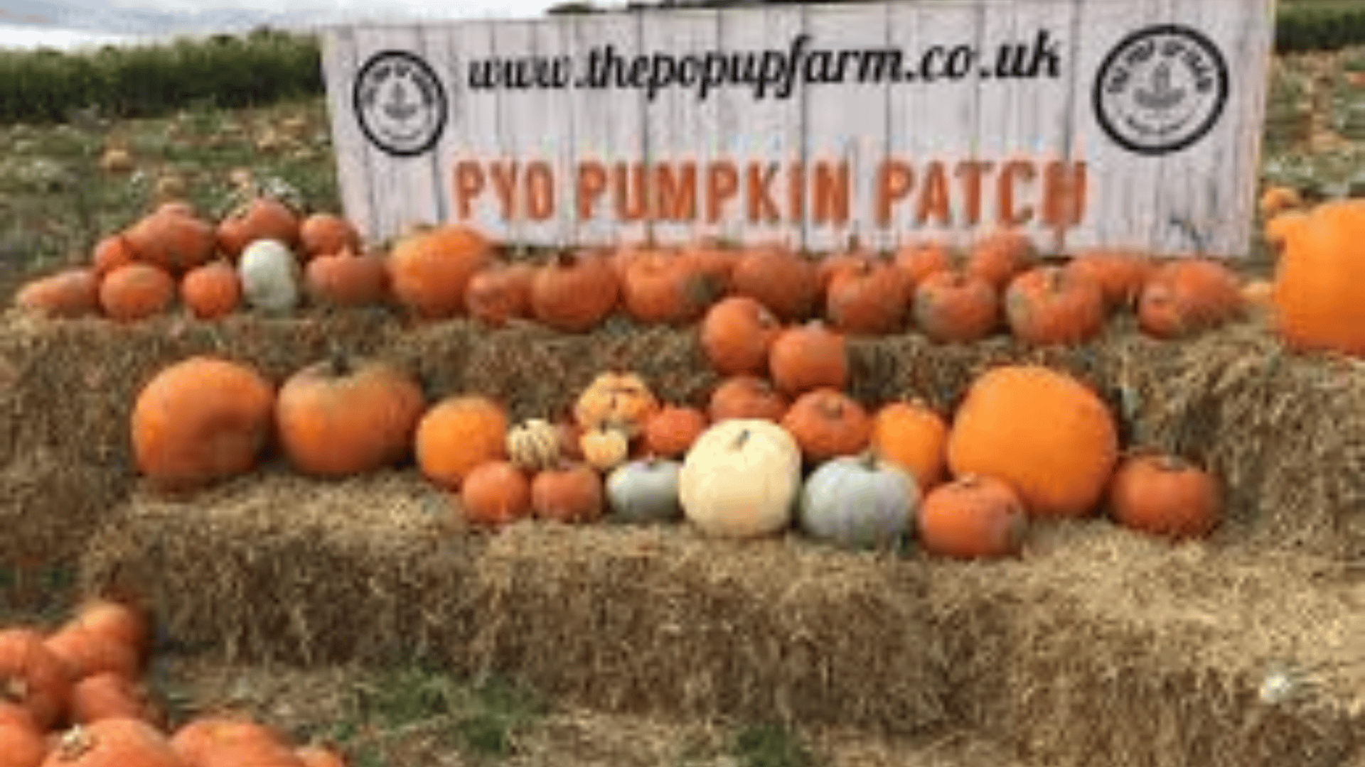 10 Creative Pumpkin Fundraiser Ideas to Boost Your Cause This Fall