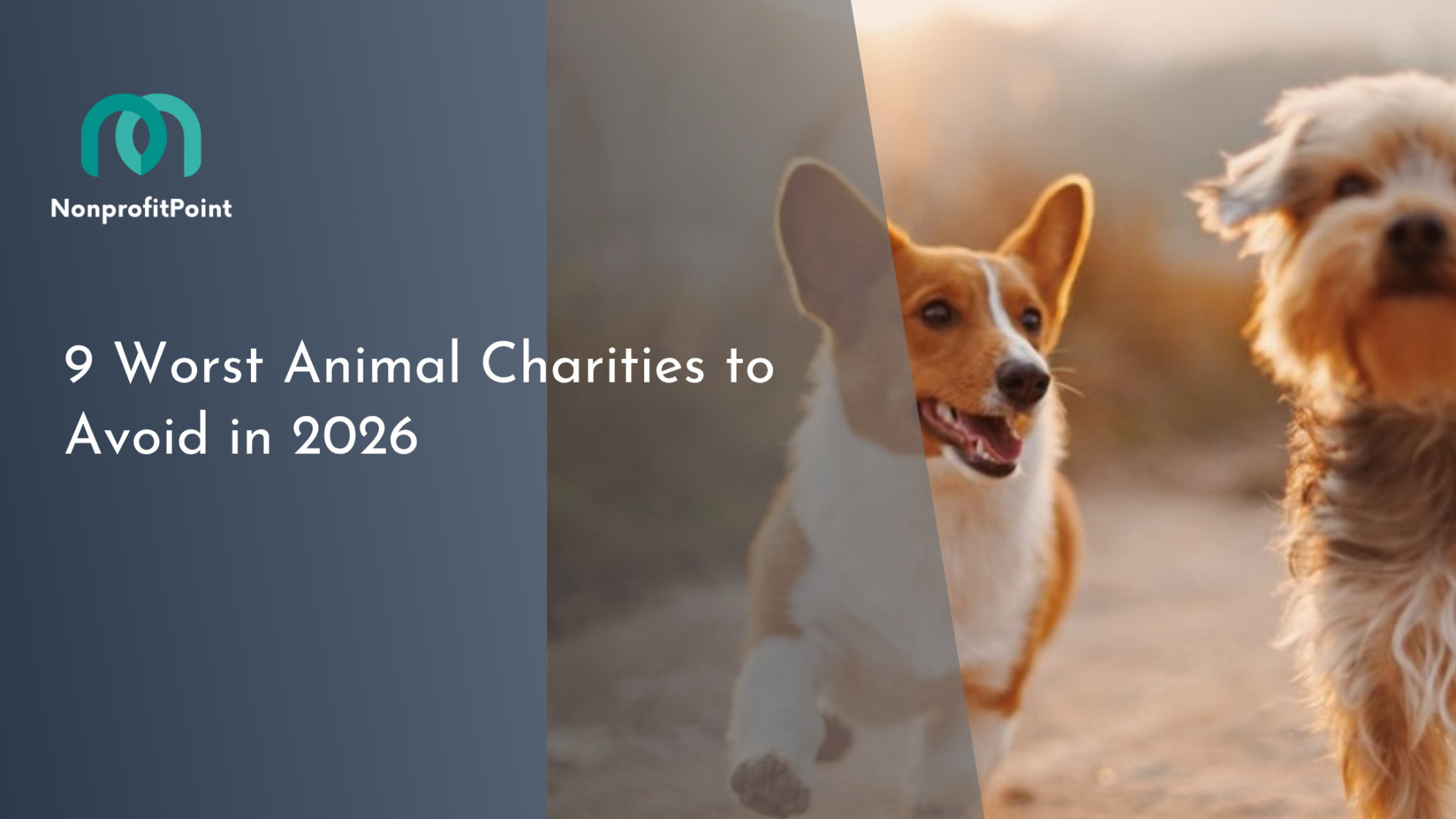 Worst Animal Charities to Donate To in 2026 (Better Alternatives)
